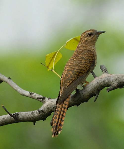 Plaintive cuckoo | Birds of India | Bird World