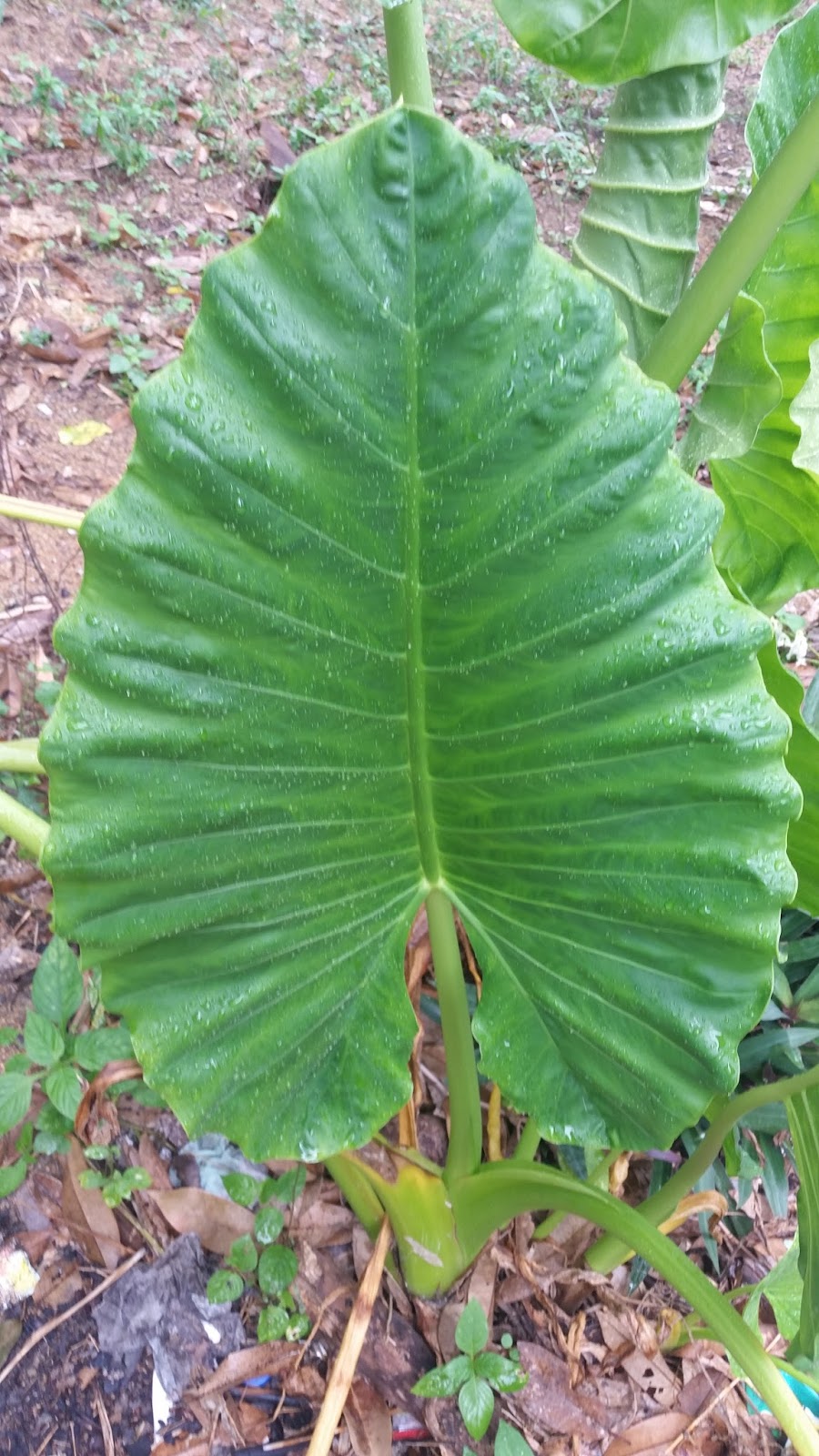 Warisan Petani: Pokok Keladi Sarawak