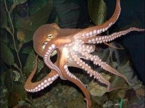 EL MUNDO MARINO: El Pulpo