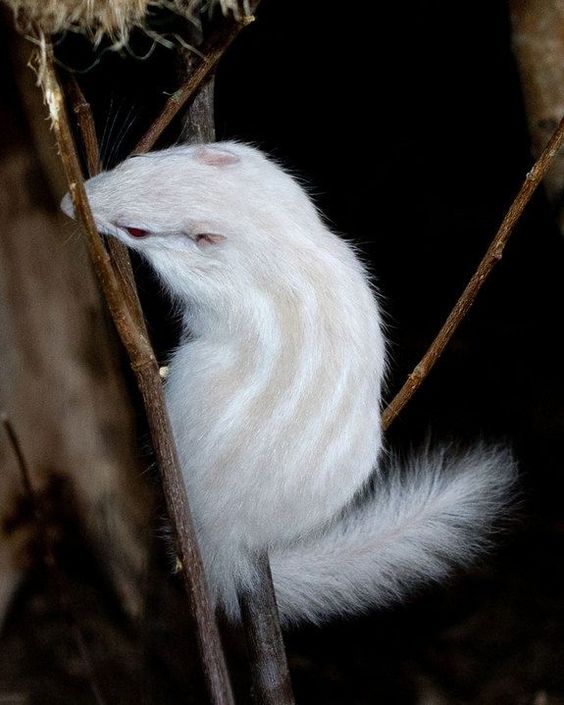 A-Z List of 125 Rare Albino Animals [Pics]