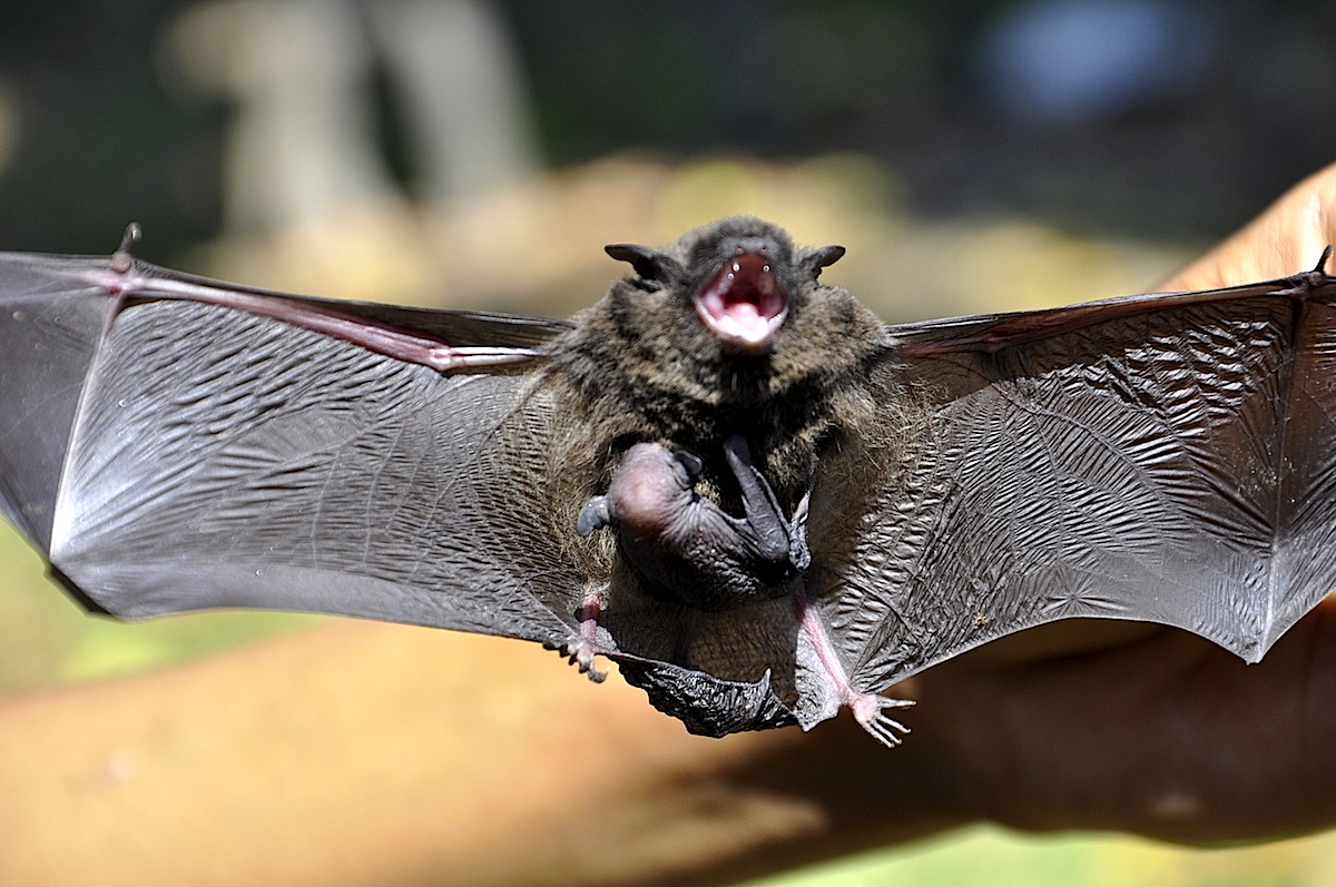 ALTINO MACHADO: MORCEGO NA MAMA