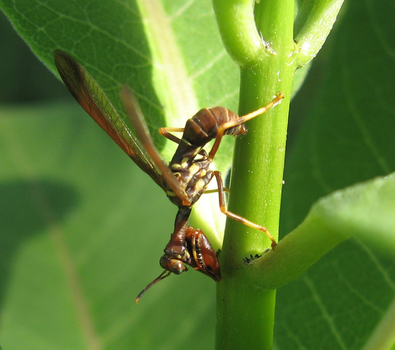 Tangled Web: Mantidfly, Antlion, Fishfly, Lacewing and Dobsonfly ...