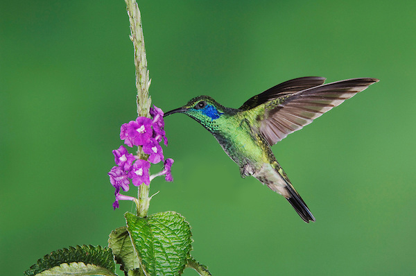 Bellas Aves de El Salvador: Colibri thalassinus (colibrí de oreja violeta)