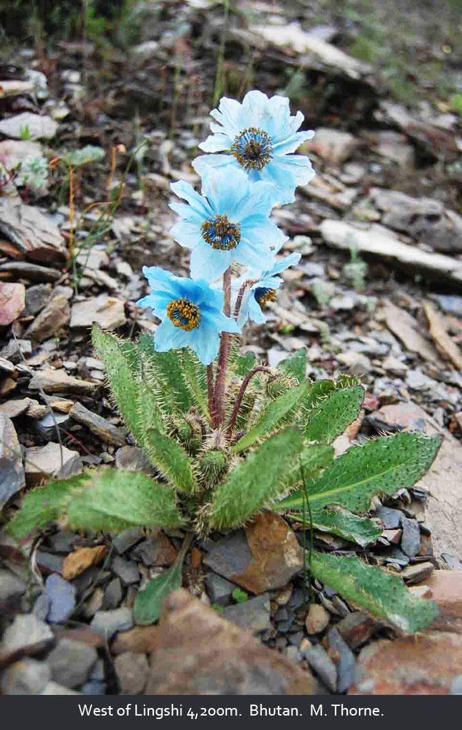 Meconopsis World - A Visual Reference: Meconopsis racemosa