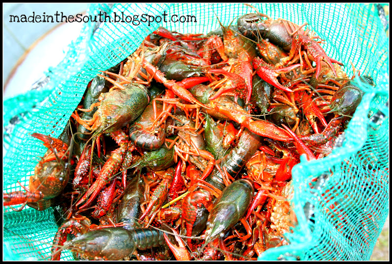 Made In The South: Crawfish 101 ~ Boiling