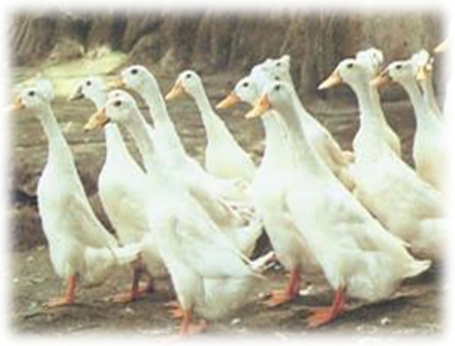 Jenis - Jenis Itik / Bebek