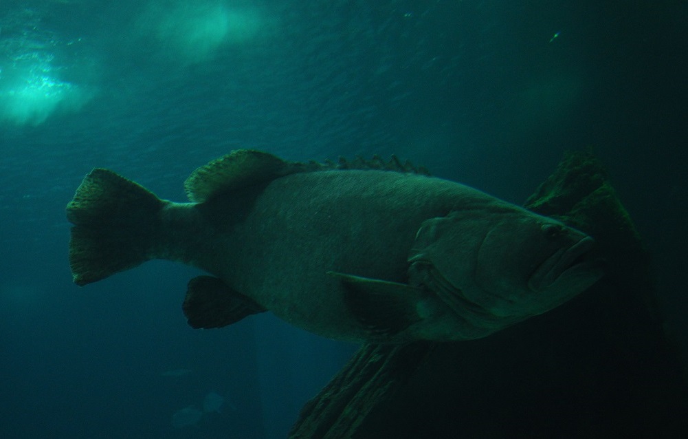 ZOOTOGRAFIANDO (6.096 ANIMALS): MERO GIGANTE (Epinephelus lanceolatus)