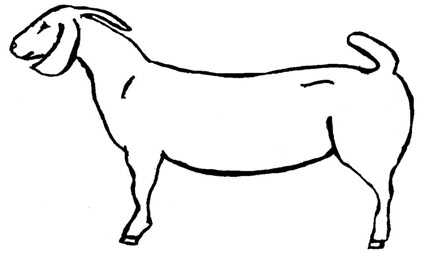 G: Choosing Correct Goat Based on Body Condition Score (BCS)