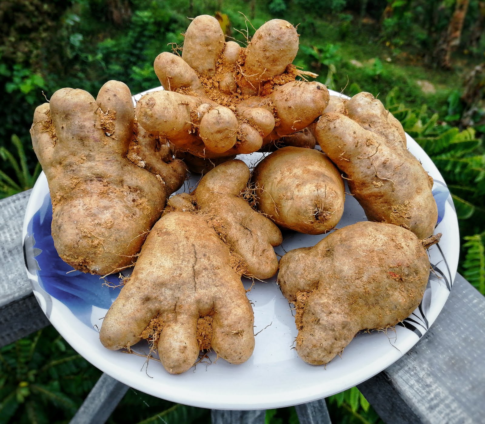 6 Interesting Yam Varieties - Agriculture Nigeria