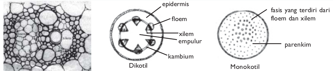 Jaringan - Materi Biologi Dasar | Biologi Indonesia