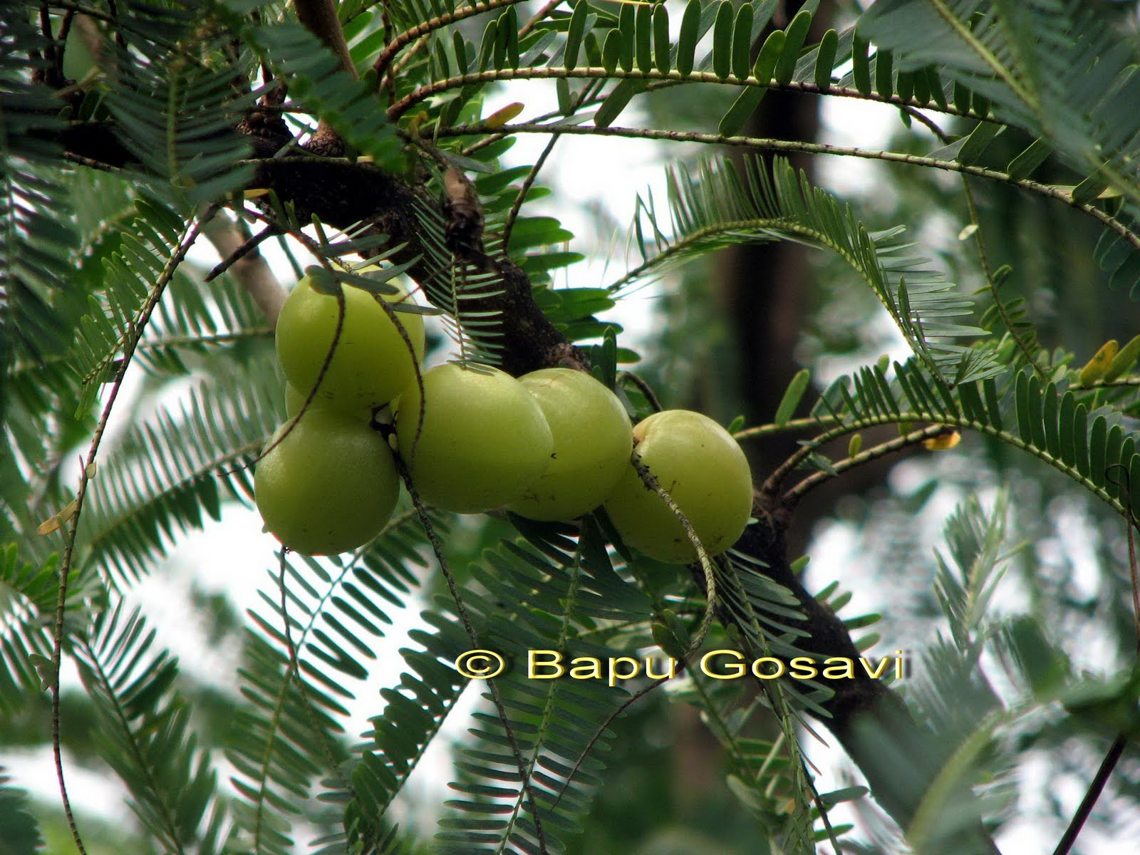 Emblica officinalis, Amla, Emblic Tree | Flowering Plants and Pictures