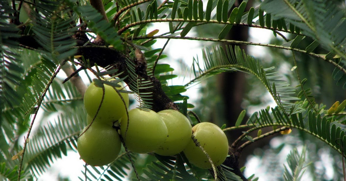 Emblica officinalis, Amla, Emblic Tree | Flowering Plants and Pictures