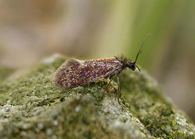 Charlie's moths of Calderdale.: ERIOCRANIIDAE
