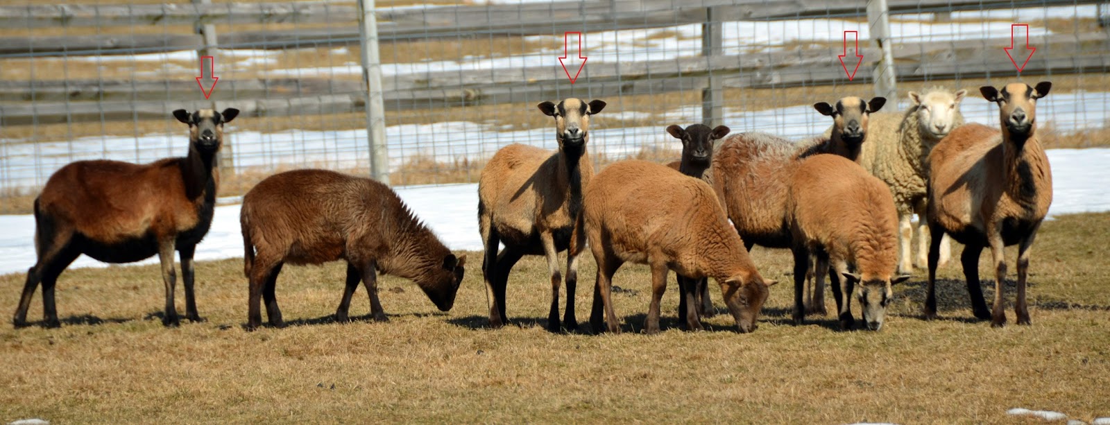 Butterscotch Farm: Breed Profile #4: Barbados Blackbelly Sheep