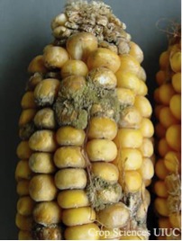 Grain Crops Update: Scouting Corn for Aspergillus Ear Rot