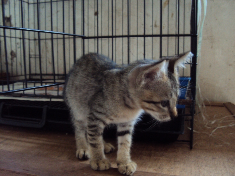 SPCA KK ADOPTION PROGRAMME: February 2011