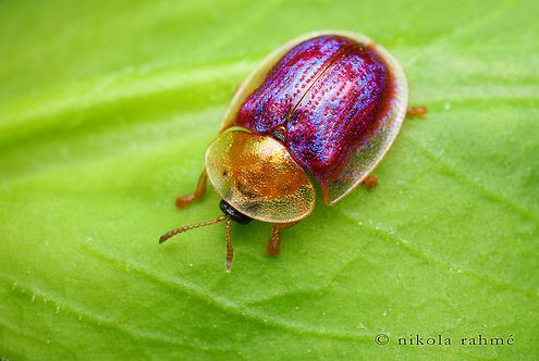 The Neon Rave-ready Leaf Beetle | Featured Creature