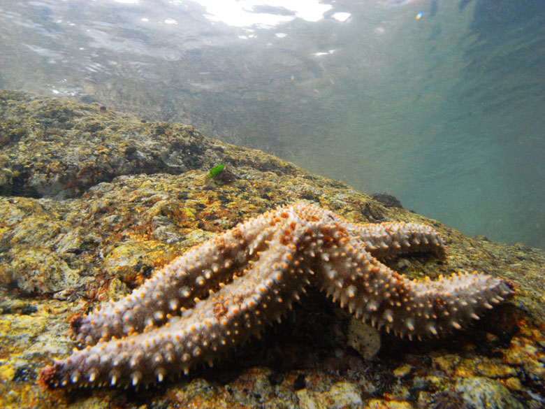 Fotografia Stephen Johnson, Imagenes Quilimbai: Un poco de apnea en el ...