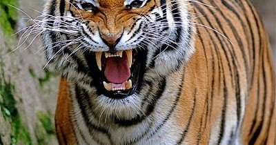 White Wolf : Rare Footage of Wildlife in Thailand's Forests Shows That ...