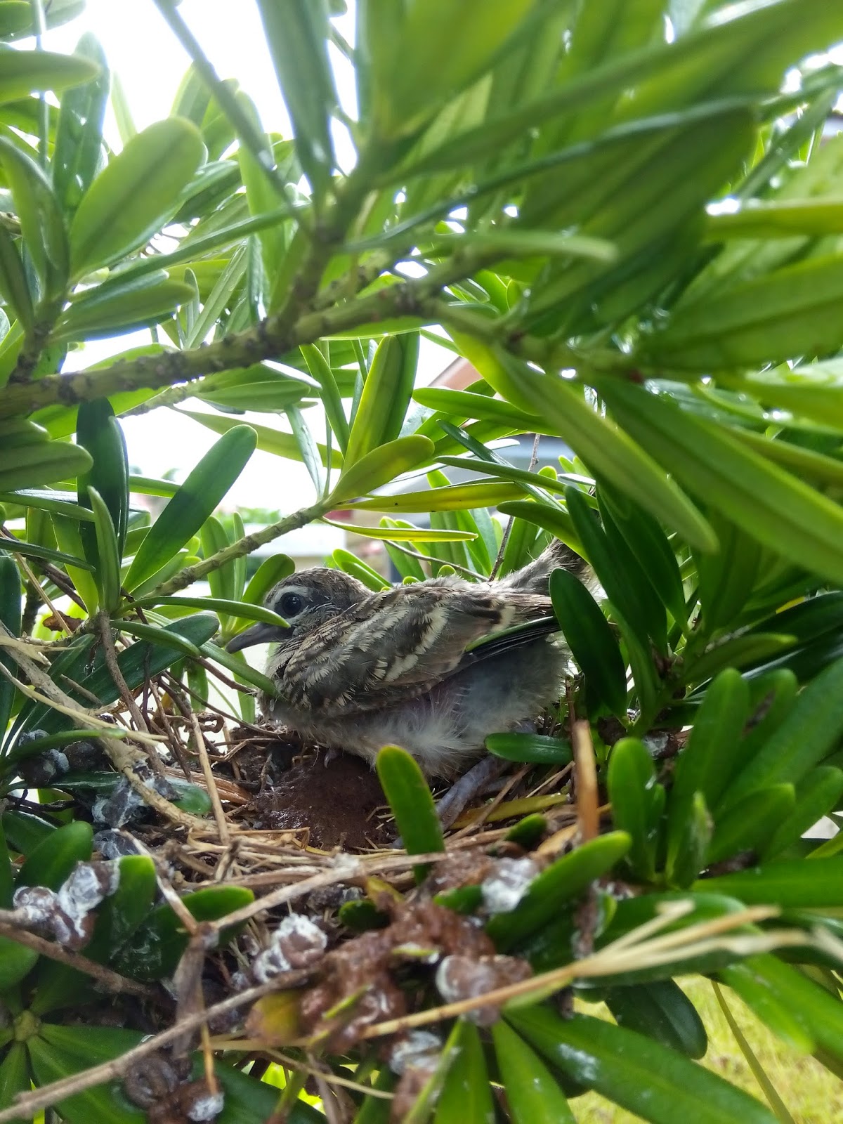WW: Burung Merbuk di Rumahku - My Rainbow...