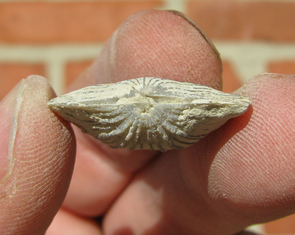 Views of the Mahantango: Orthostrophia strophomenoides brachiopod from ...