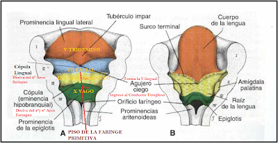 MedOnline: Embriología de la Faringe