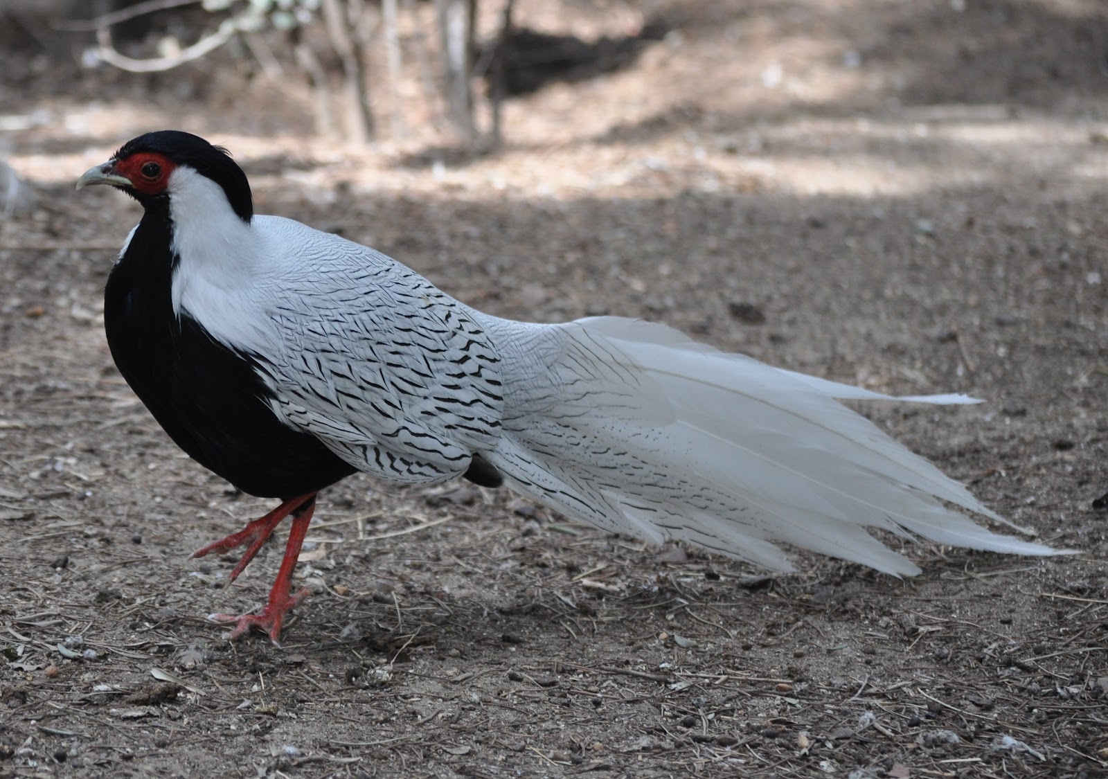 ZOOTOGRAFIANDO (6.100 ANIMALS): FAISÁN PLATEADO / SILVER PHEASANT ...