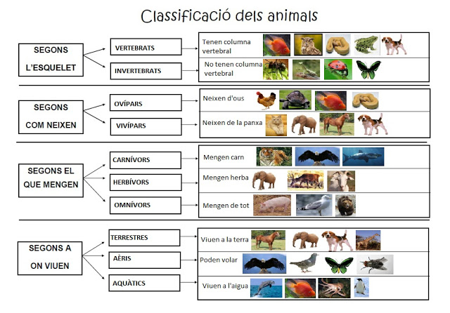 ELS ANIMALS SALVATGES I DOMÈSTICS: ELS ANIMALS SALVATGES I DOMÈSTICS