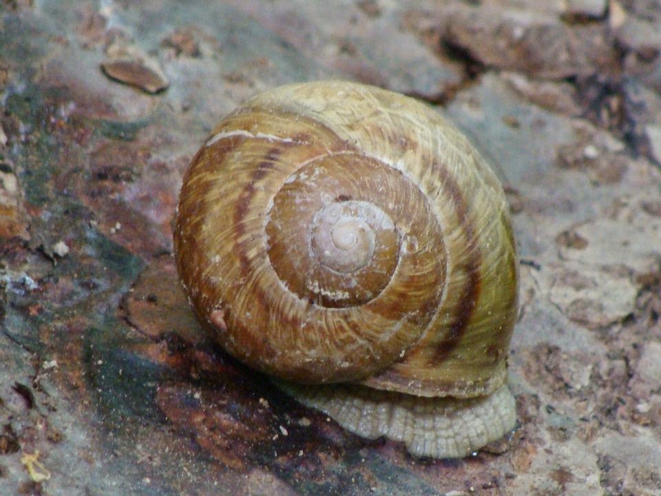 Snails and Slugs from Romania: Helix (Helix) pomatia