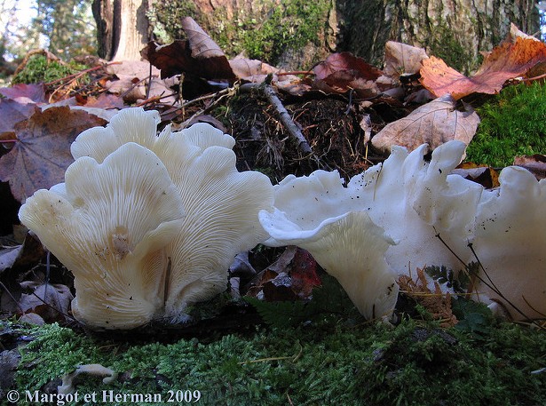 HONGOS DE AMERICA Y OTROS CONTINENTES: FAMILIA: Pleurotacea. GENERO ...
