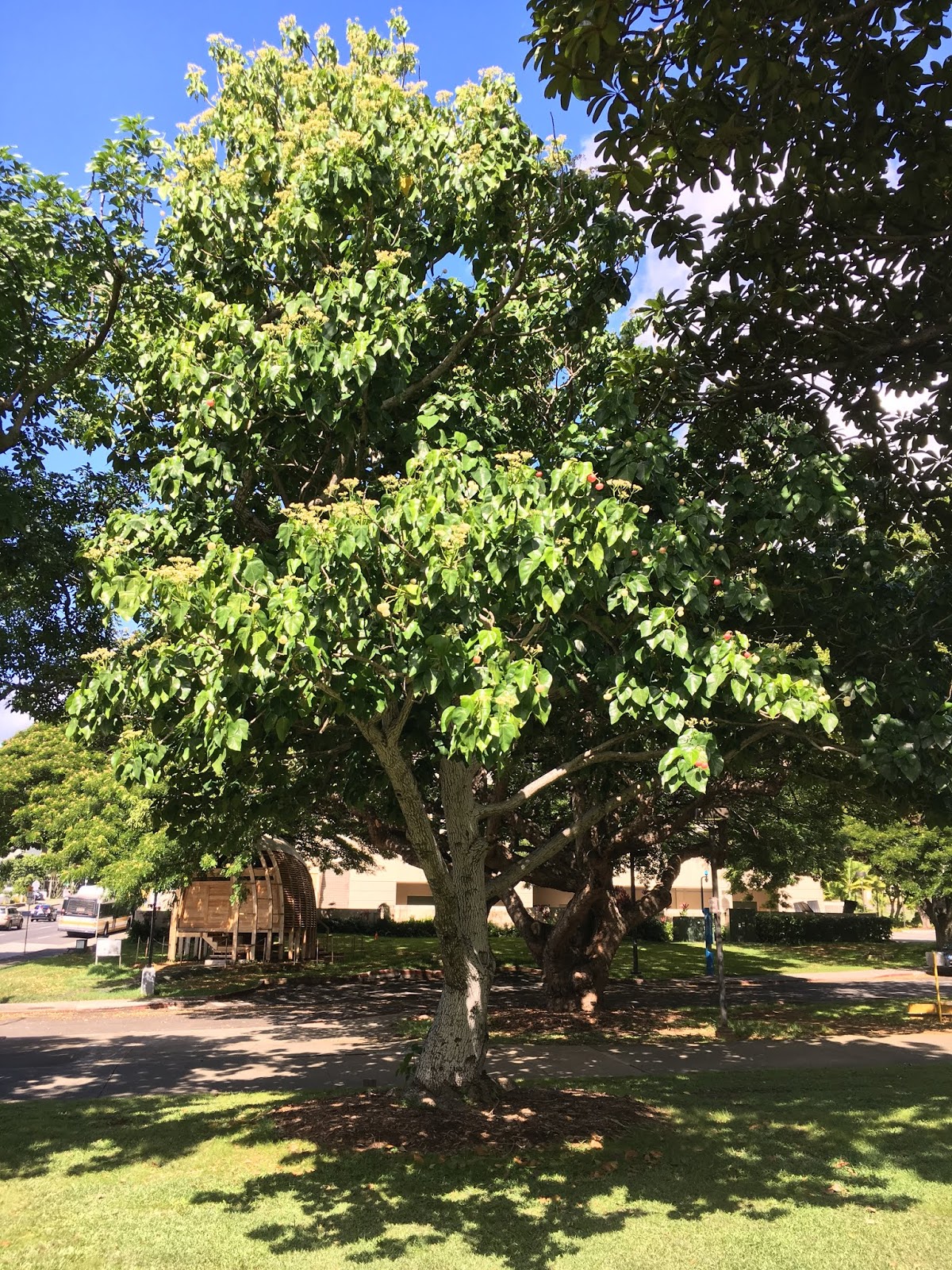 Hernandia nymphaeifolia (Jack-In-The-Box Tree)
