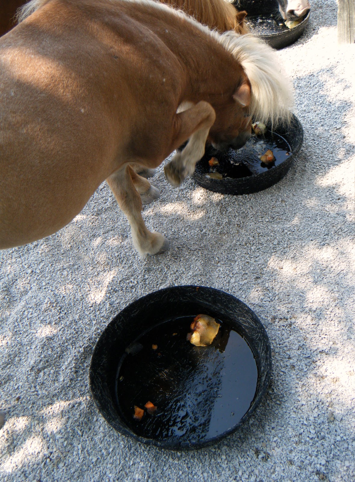 Zoo Animal Enrichment: Domestic Hoofstock Enrichment