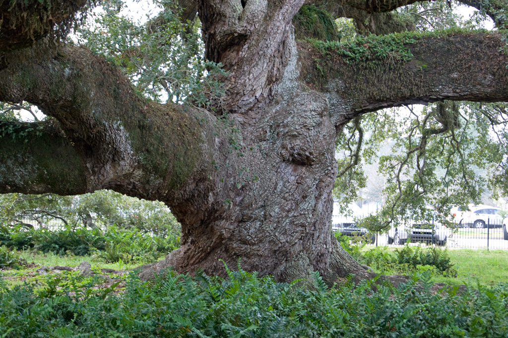 Compass Points: The St. John's Cathederal Oak