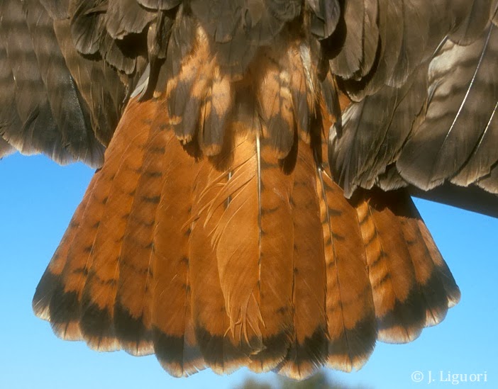 Raptor Identification and Photography: Sexing Red-tails by the sub ...