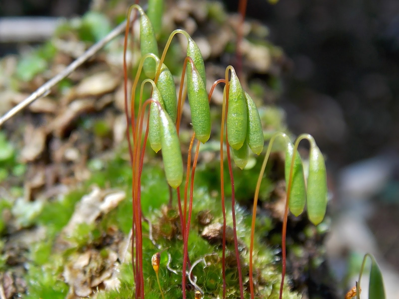 Bryum capillare Hedw.