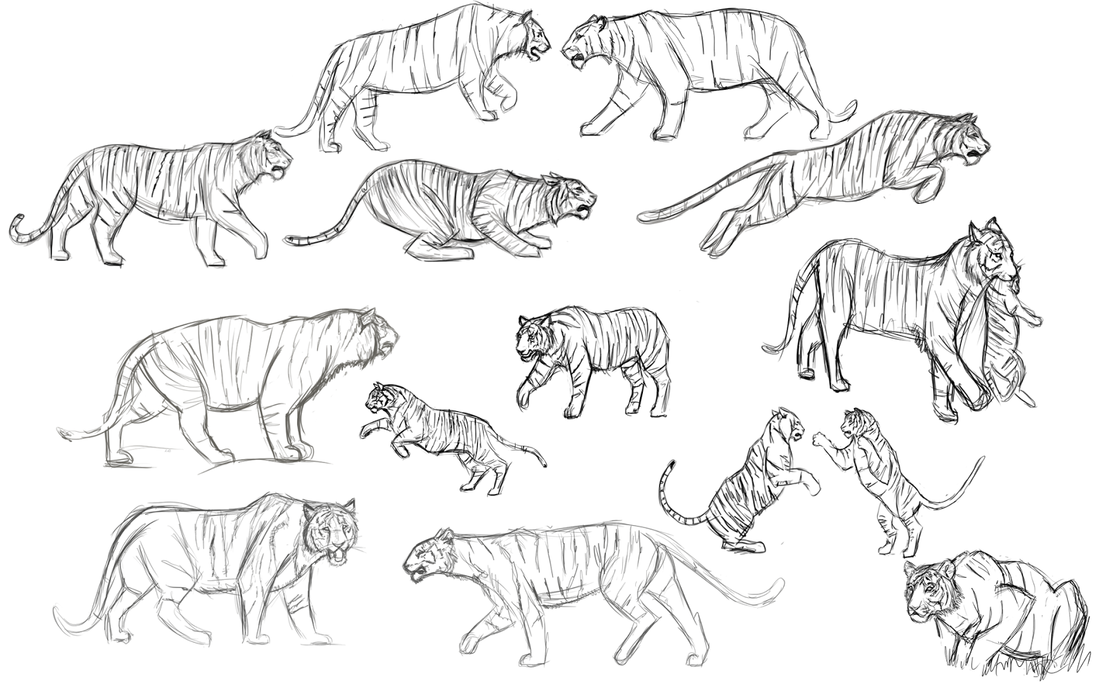 CT5CHAP Character Animation And Performance : Tiger Study