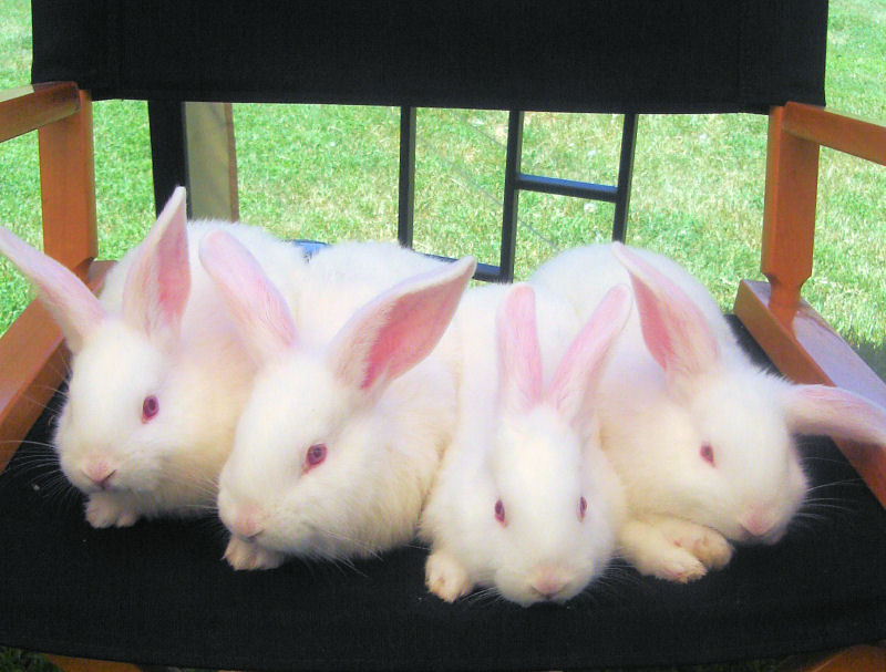Rabbit Ramblings: So many cute bunnies!