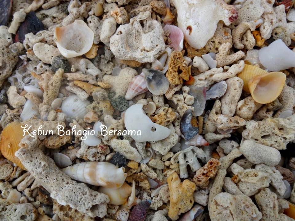 Kebun Bahagia Bersama: Pantai Universiti Malaysia Sabah