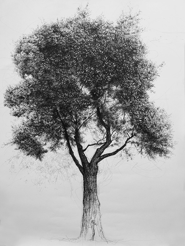 Sir John Lawes Art Faculty: Sir John Lawes School - Drawings of Trees ... Sir John Lawes Art Faculty: Sir John Lawes School - Drawings of Trees ...