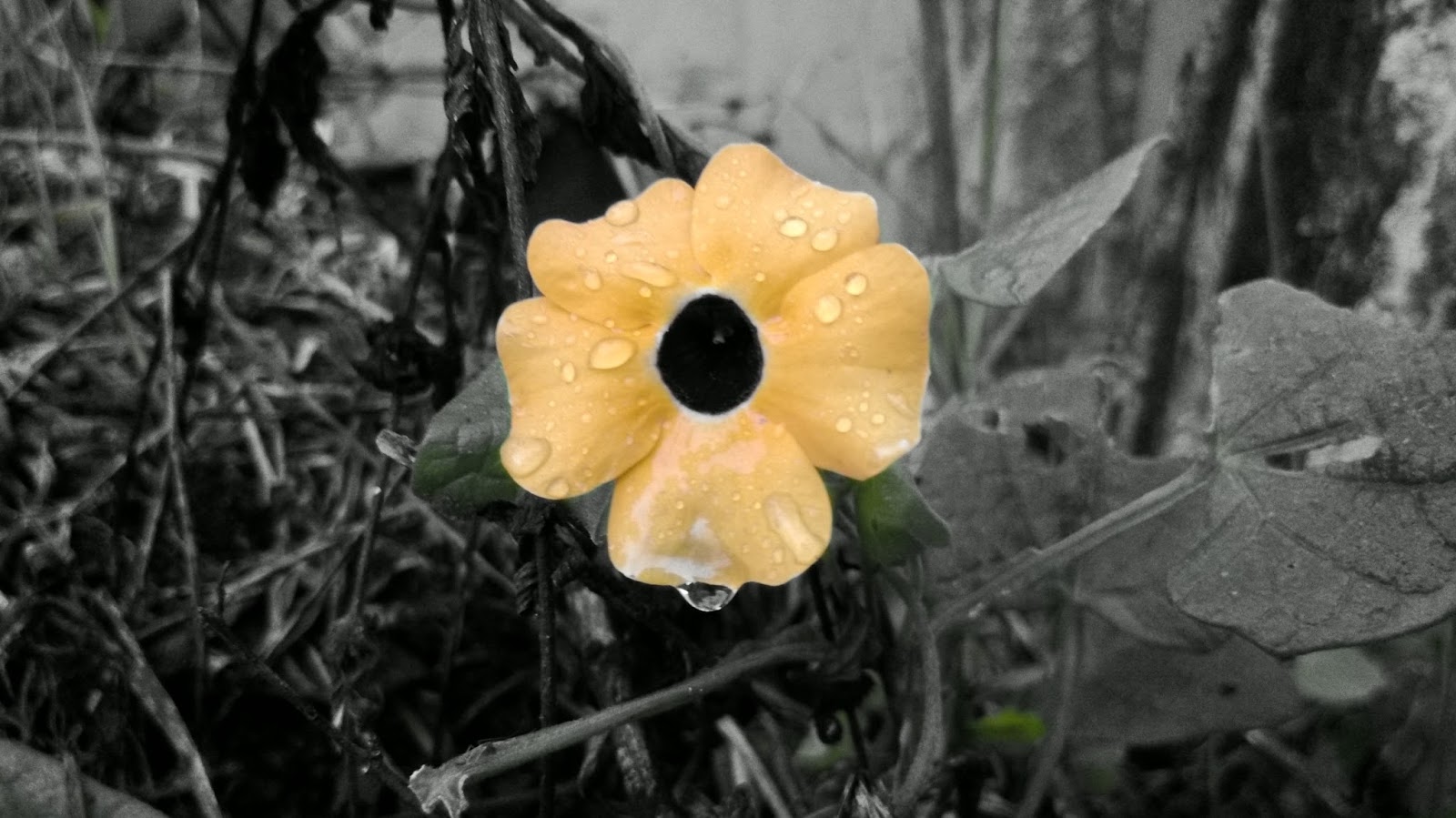 Crying Flower