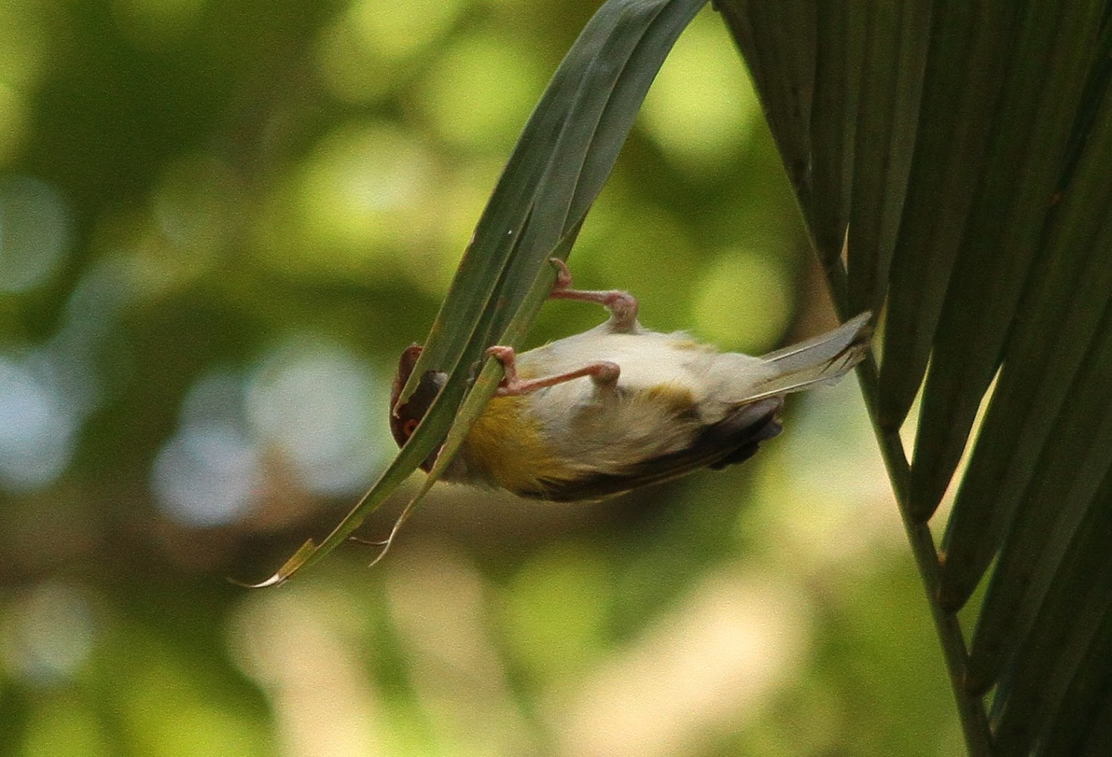 Nuestro bello mundo...: Una manana en el Parque del Este, Caracas ...