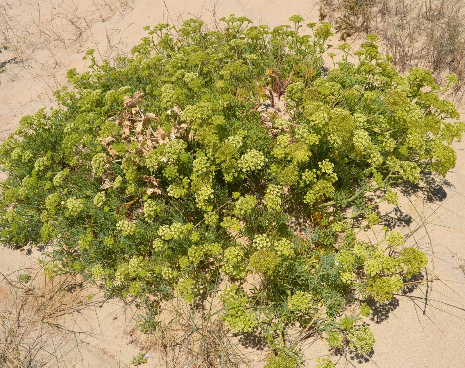 Plantas: Beleza e Diversidade: Flores na praia: Funcho-do-mar (Crithmum ...