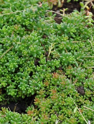 Rebecca's Bird Gardens: Sedum Varieties