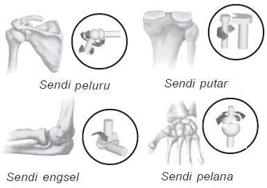 Pengertian Sendi dan Macam-macam Jenis Sendi beserta Contohnya Masing ...