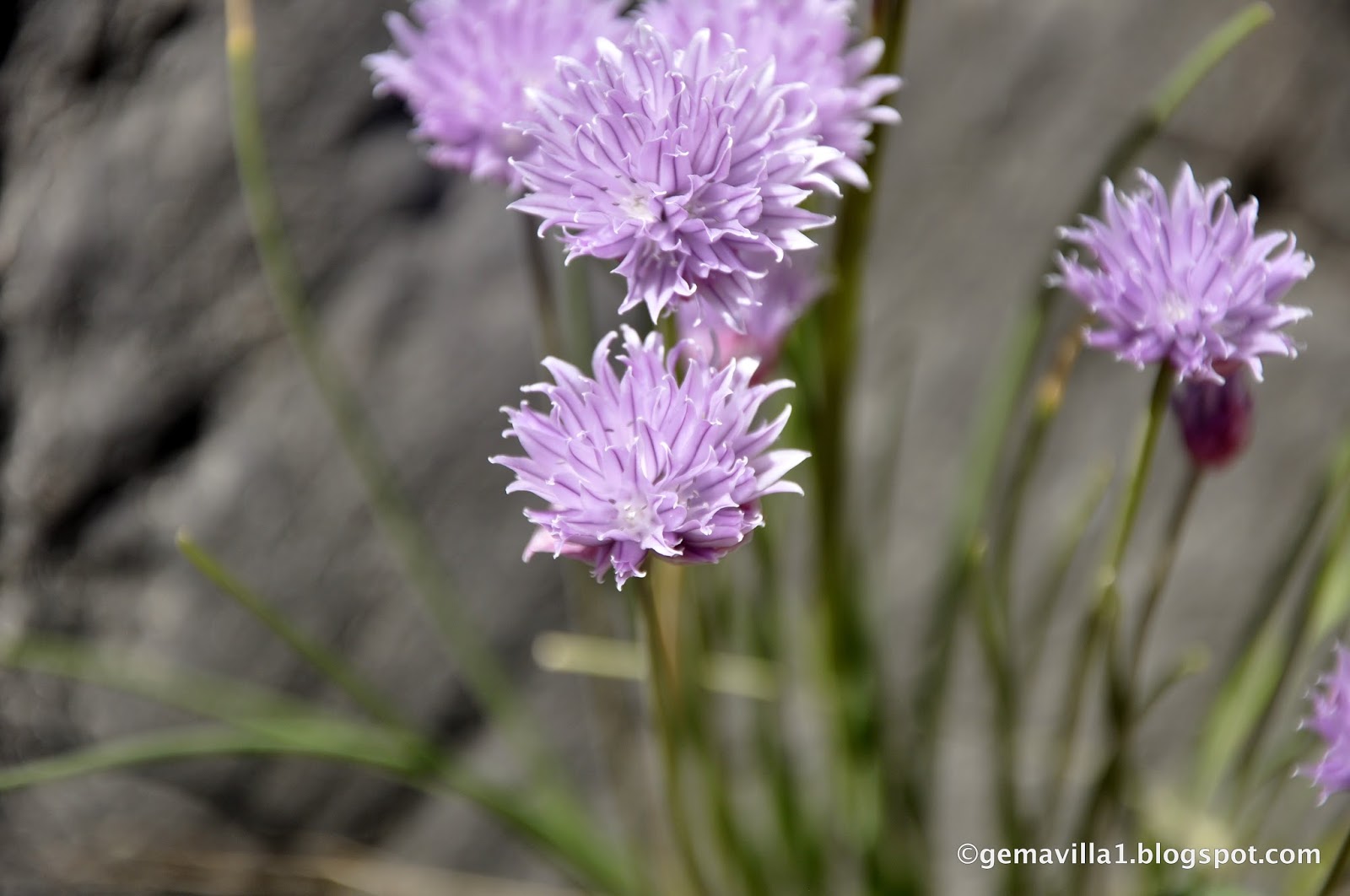 CEBOLLINO FRANCÉS – Allium schoenoprasum