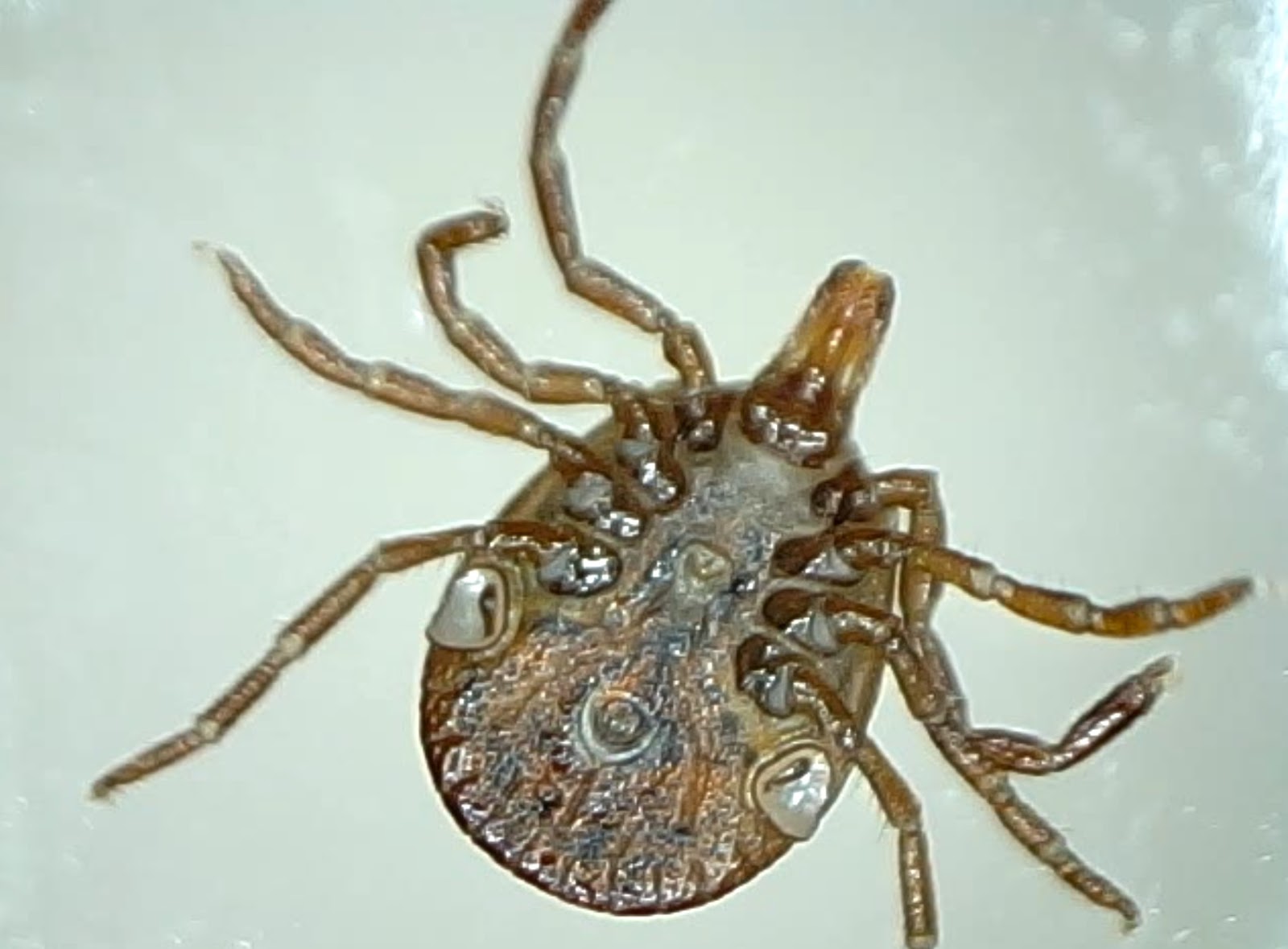 Springfield Plateau: Lone Star Tick Revenge