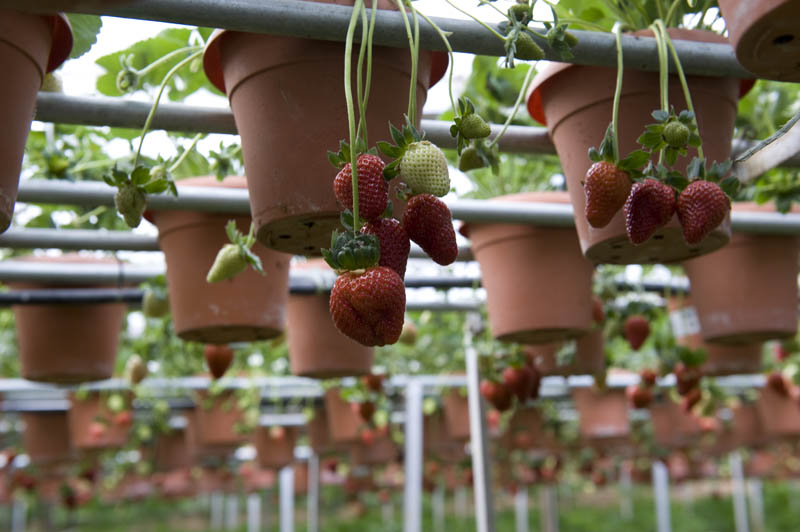 V iskanju drugačne zemlje: Jagode in č--