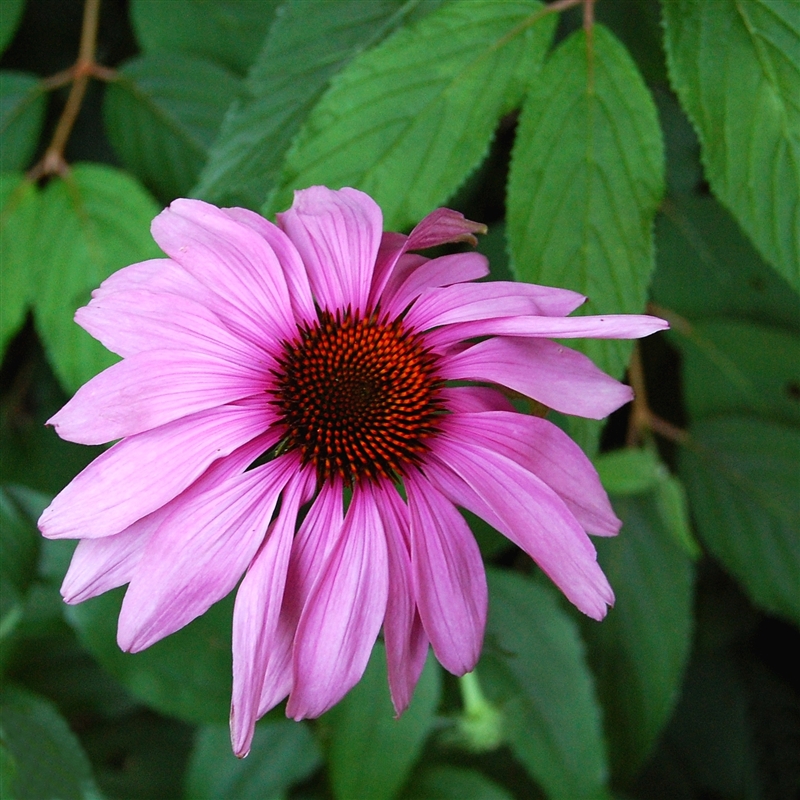 Capadia Designs: Summer Garden