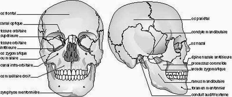 SQUELETTE FACIAL | Cours Medecine
