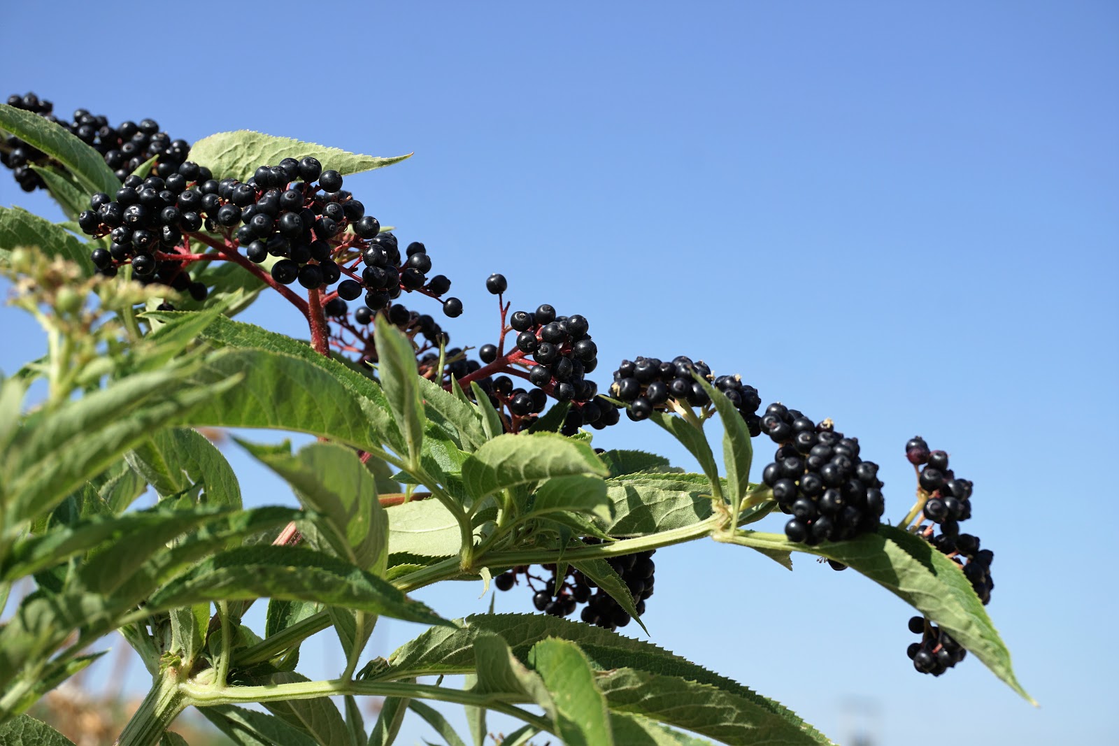 Plantas de Huerta Otea, Salamanca: Saúco negro, saúco común (Sambucus ...